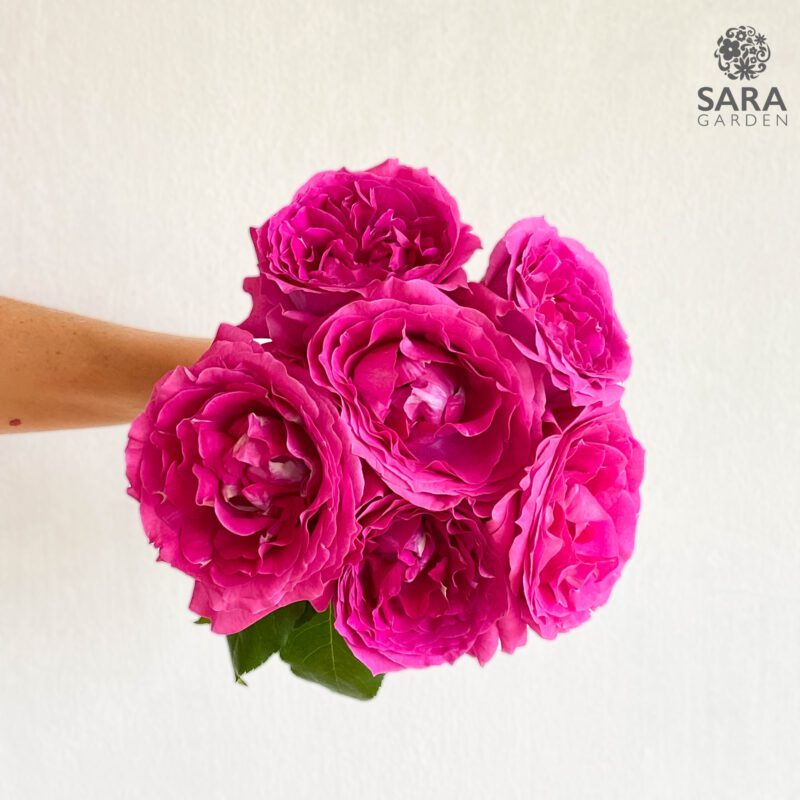 Products – Sara Garden