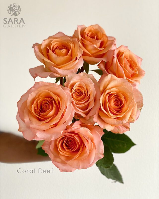 Coral Reef - Sara Garden