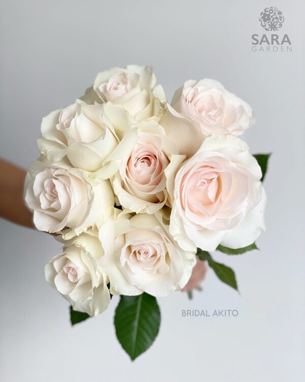 Bridal Akito - Sara Garden