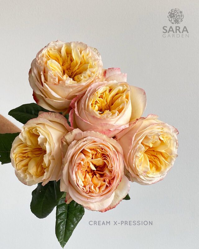 Peach X-Pression - Sara Garden