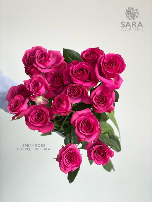 Purple Irischka - Sara Garden