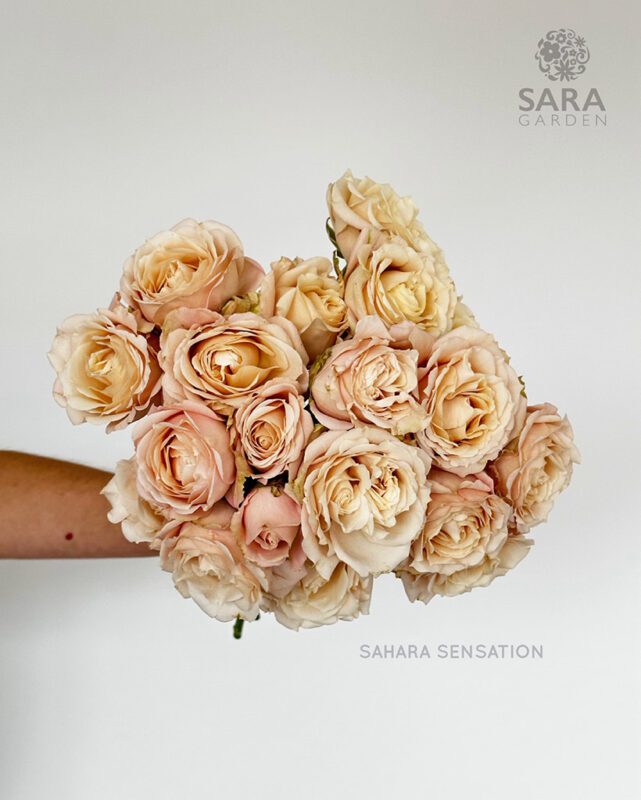Sahara Sensation - Sara Garden